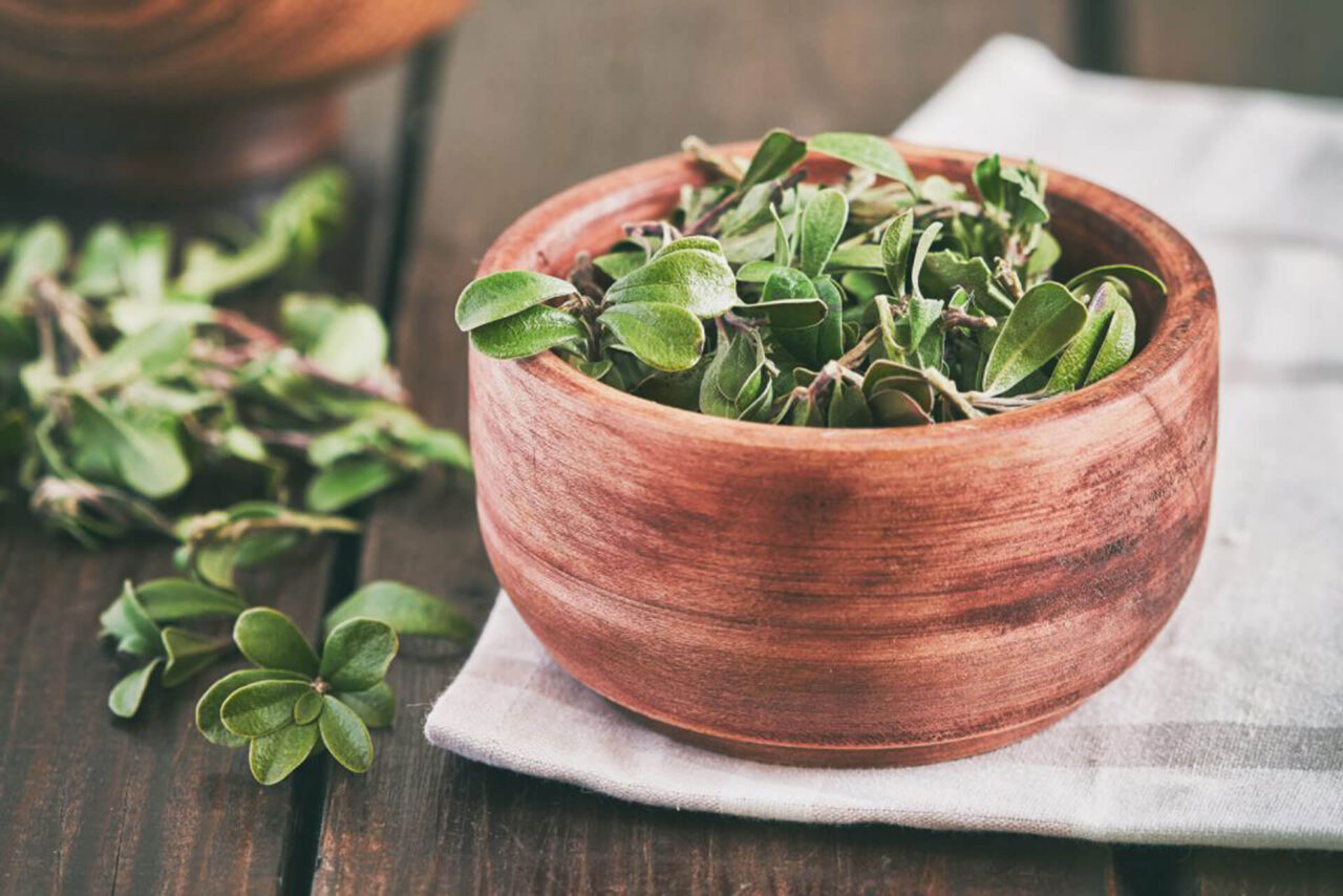 Hólyaghurut kezelésére - Urzinol medveszőlőlevél-kivonattal